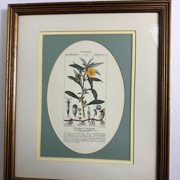 Wall Decor | Vintage Reproduction Litho Florales Botanical Art Jussiaea ...